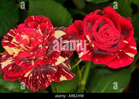 Beautiful red and yellow bicolor rose close up. Growing decorative ...