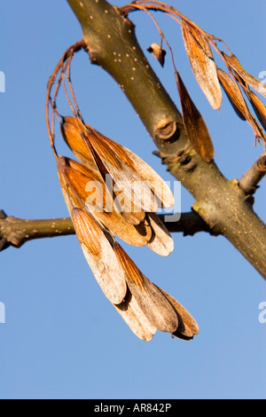 Sycamore Seed Pods Stock Photo - Alamy