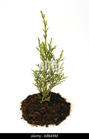 Little green cypress tree. Isolated on white Stock Photo - Alamy