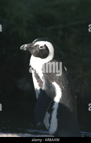 An African Penguin aka Black-footed Penguin dives in his enclosure at ...