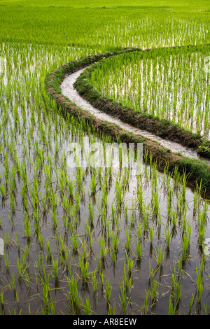Water irrigation through rice fields in the Subaks of Tampak Siring ...