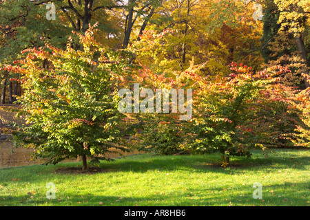 Beech tree saplings turning red in autumn Fagus sylvatica Stock Photo ...