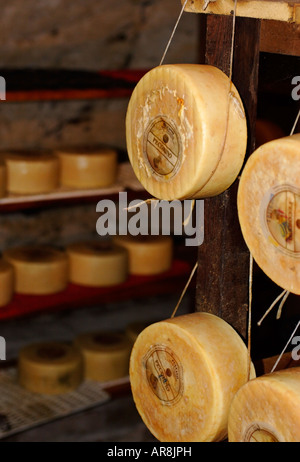 Whole cheese wheel of pecorino romano Stock Photo - Alamy