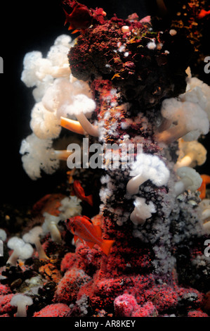 Plumose anemone (Metridium senile) with fish swimming in plankton bloom ...