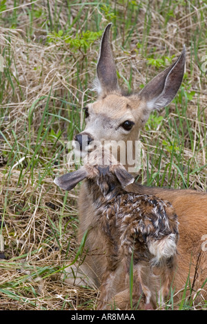 Mule Deer buck in grassland prairie landscape Stock Photo - Alamy