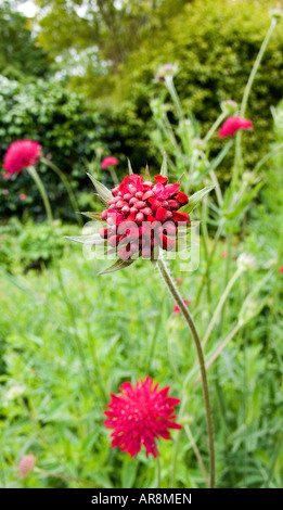 Astrantia Ruby Star Stock Photo - Alamy