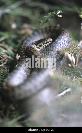 Smooth snake (Coronella austriaca) basking on heathland, Britain's ...