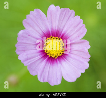 Gloria Cosmos flower Stock Photo - Alamy