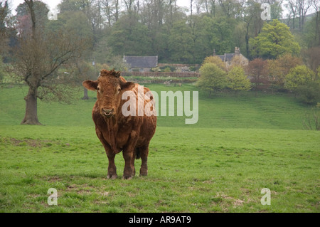 Image of a magnificent bull . The shot was taken in Derbyshire England ...
