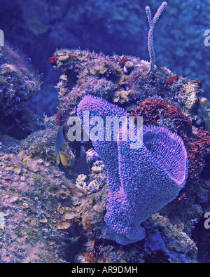 Pink vase sponge (Niphates digitalis), diver behind on coral reef ridge ...
