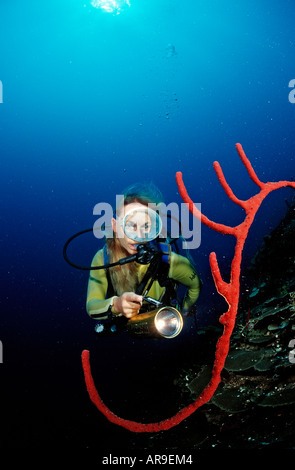 Rope sponge and scuba diver, Catalina, Caribbean Sea, Dominican ...