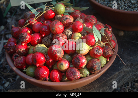 Red Quandong (Santalum acuminatum) fruit, native Australian bush food ...
