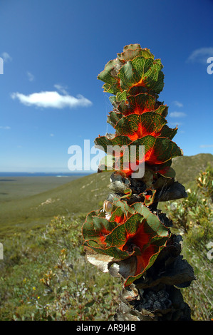 Wild colours of Royal Hakea (Hakea victoria), Fitzgerald River National ...