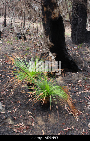 DESTRUCTIVE RESULTS OF A BUSHFIRE AND REGROWTH Stock Photo - Alamy