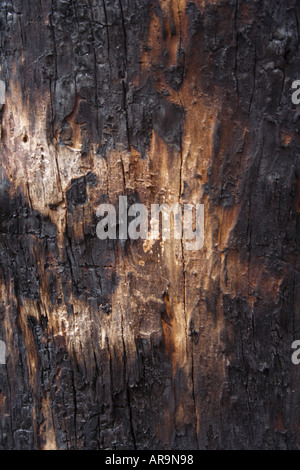 DESTRUCTIVE RESULTS OF A BUSHFIRE AND REGROWTH Stock Photo - Alamy
