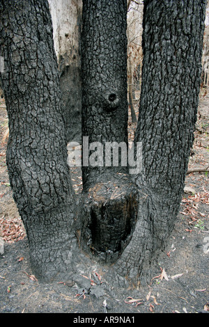 DESTRUCTIVE RESULTS OF A BUSHFIRE AND REGROWTH Stock Photo - Alamy