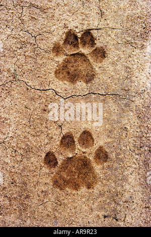 Tiger pug marks footprint at Bandipur Wildlife Sanctuary, National Park ...