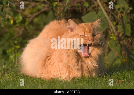 Ginger cat yawning in garden Stock Photo - Alamy