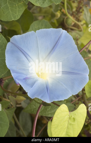 Single Ipomoea tricolor 'Heavenly Blue' morning glory on ground view ...