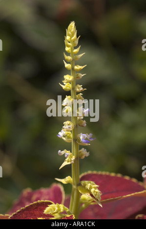 Foliage of Coleus Copper Glow Stock Photo - Alamy