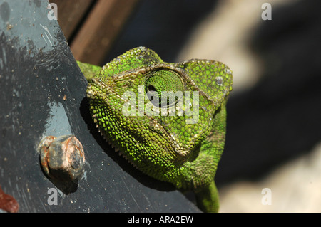 Mediterranean Chameleon, AKA common chamaeleon (Chamaeleo chamaeleon ...