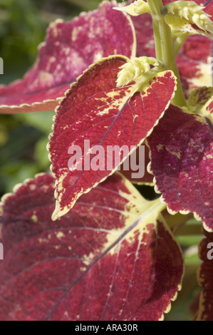 Foliage of Coleus Copper Glow Stock Photo - Alamy