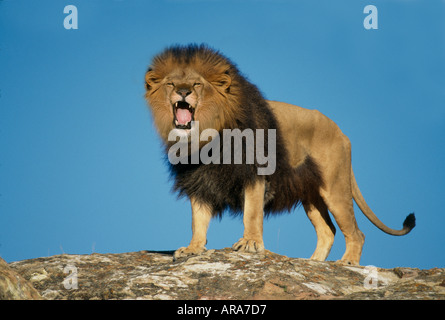 African Lion roar, lion male with manes on African savannah in Zimbabwe ...