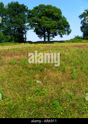 View across Kentish set aside field towards oak trees Stock Photo - Alamy