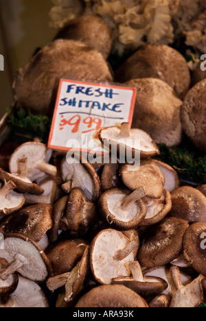 mushroom, northwest, U.S., Washington, fungi, edible, Shaggy Mane ...