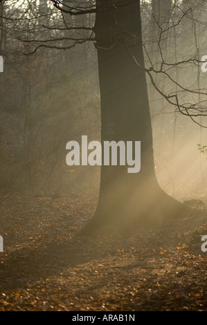 Sun and mist streaming through English countryside Stock Photo - Alamy