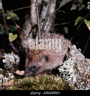 herisson d europe Hedgehog Erinaceus europaeus in shallow water animals ...