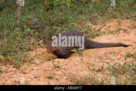 Indian Brown Mongoose (Herpestes fuscus) adult, feeding, scavenging on ...