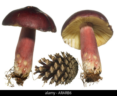 A Primrose Brittlegill Russula sardonia fungi photographed in October ...