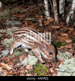 sangliers marcassin Wild Boar piglet Sus scrofa pig animal animals ...