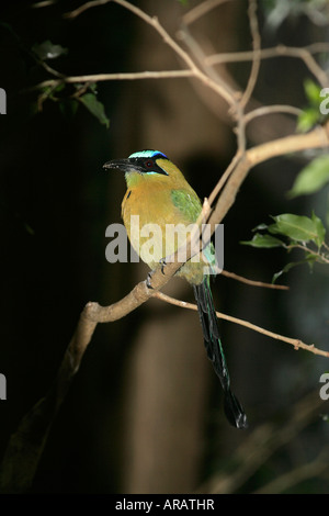 Blue-crowned Motmot (Momotus momota) is from the tropical rain forests ...