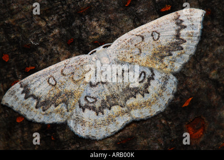 Butterfly - Shumen Plateau, Shumen, Bulgaria, Europe Stock Photo - Alamy