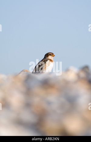 Snow Bunting; Plectrophenax nivalis Single in Snow Scotland; UK Stock ...
