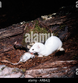 HERMINE mustela erminea Europe Monde ERMINE ANIMAL MAMMIFERE MAMMAL ...