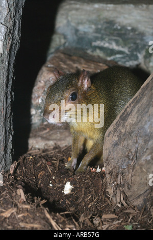 Acouchi Myoprocta pratti Stock Photo - Alamy