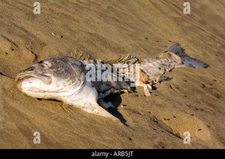 decaying rotten fish skeleton left on the beach after gulls had picked ...