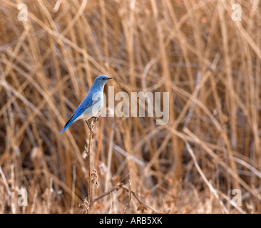 Close-up of grass at Bosque Del Apache National Wildlife Refuge, New ...