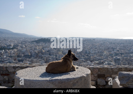 A dog guarding Athena city from the Acropolis site Stock Photo - Alamy