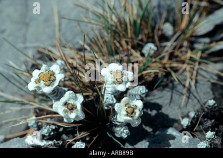 The New Zealand Edelweiss an alpine flower leucogenes grandiceps Flora ...