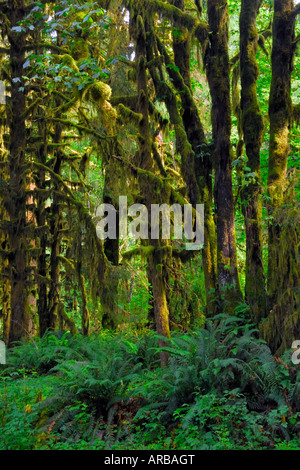 The diverse ecosystem of the Quinault Rain Forest in the Olympinc ...