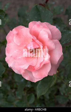 Queen Elizabeth rose Stock Photo - Alamy