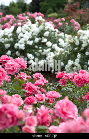 Country Dancer Shrub Rose Stock Photo - Alamy