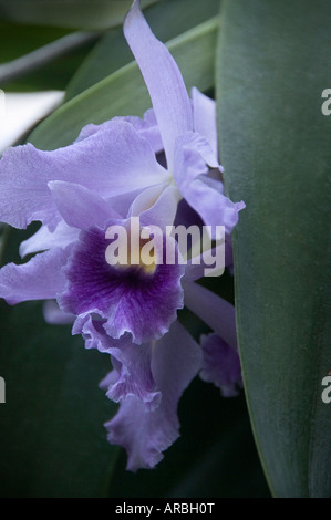 Close up of rare blue Cattleya lueddemannina coerulea orchid in Hawaii ...