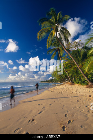 Mullins Beach - tropical beach on the Caribbean island of Barbados. It ...