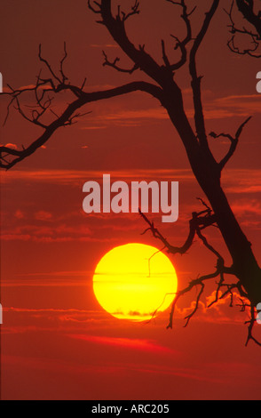 Tree branches on evening sky background in spring garden Stock Photo ...