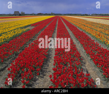 Spring tulip fields in Holland, colorful flowers in Netherlands Stock ...